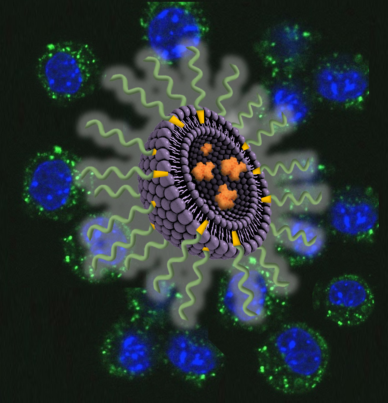 Watch: New video illustrates design behind breakthrough immunotherapy ...