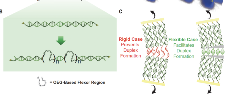 DNA becomes ‘blueprint’ and ‘hands’ to construct advanced materials ...