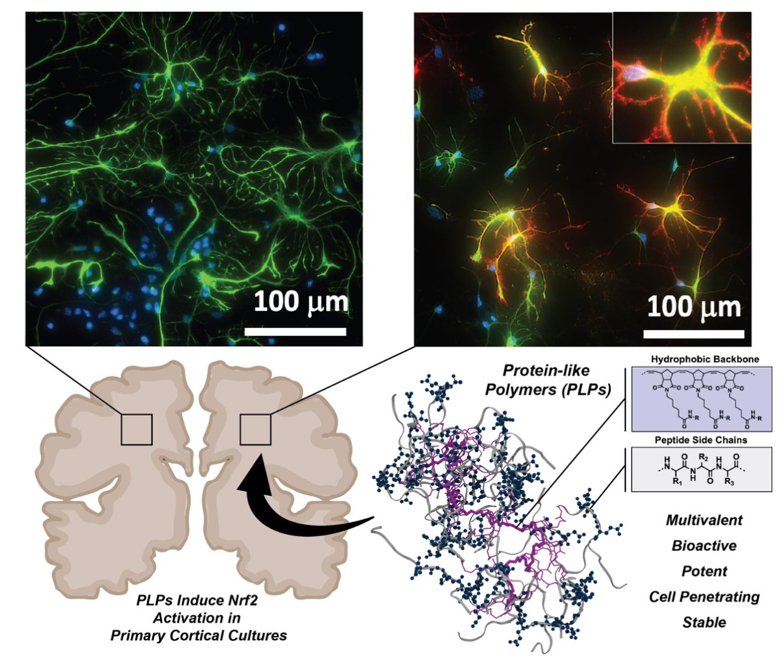 Breakthrough in Targeting 'Undruggable' Proteins Promises New Horizon ...